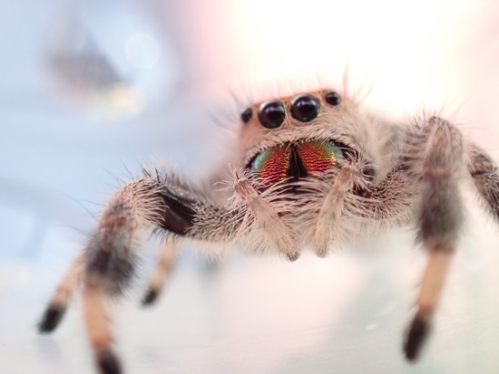 Light Phase Stunning Female Regius Jumping Spider by Jumping Spiders ...