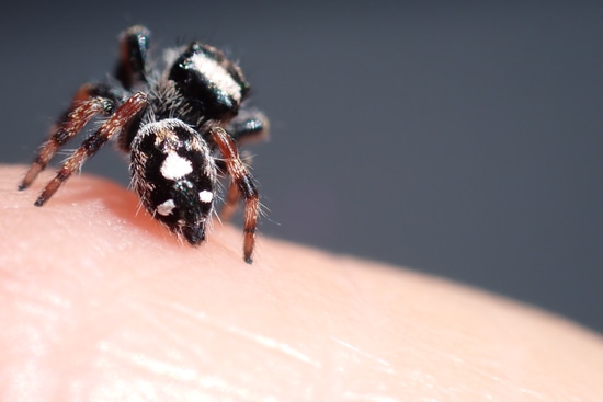 Rare!!! White Bahamas Jumping Spiders by Jumping Spiders California
