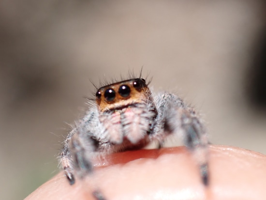 Jumping Spider Regal Girl True Spider by Jumping Spiders California