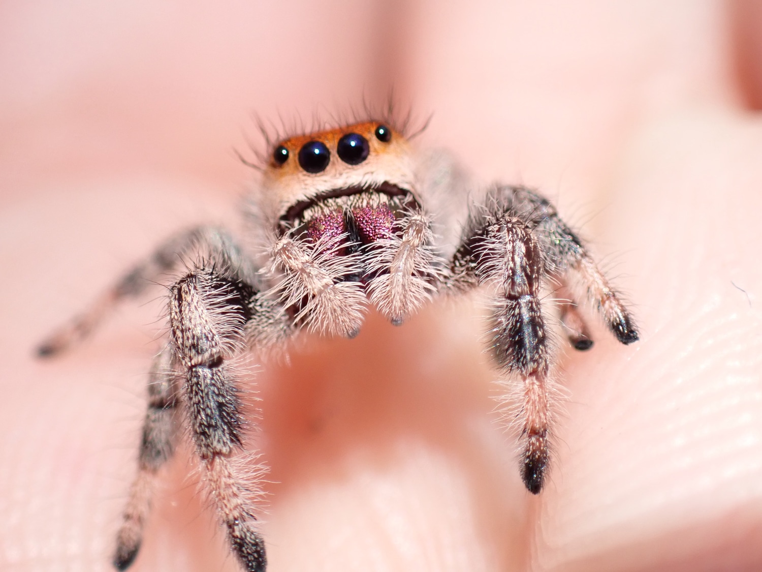 P.regius Regal Jumping Spider Becca True Spider by Jumping Spiders ...