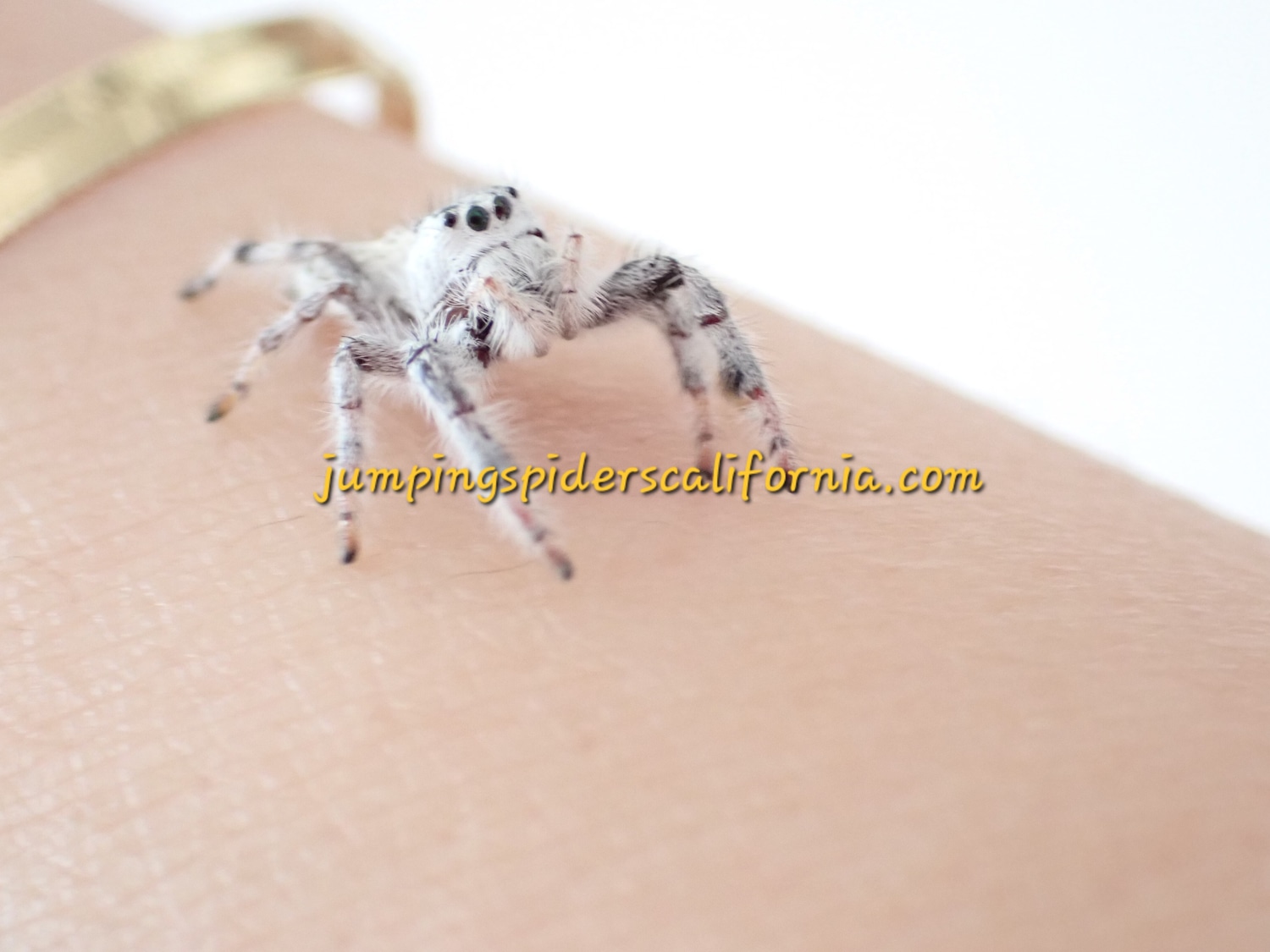 Fartilis The White Jumping Spider Ultra Rare True Spider by Jumping ...