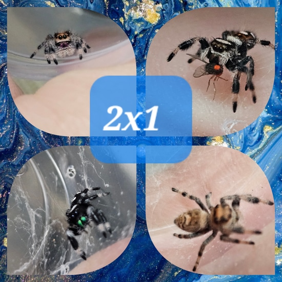 Jumping Spider P.regius Regals 2 For 1 Special True Spider by Jumping ...