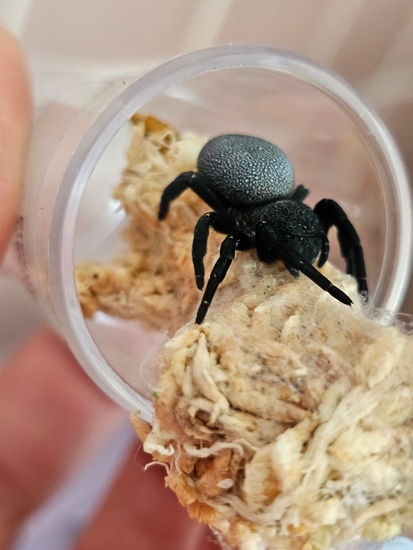 Eresus Walckenaerie Velvet Spiders True Spider by Jumping Spiders ...