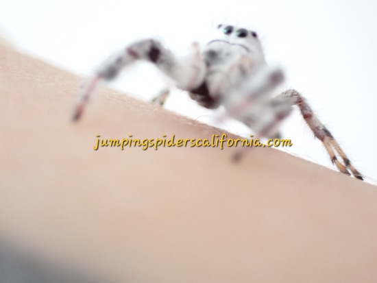 Pp.fartilis The White Jumping Spiders Ultra Rare by Jumping Spiders ...