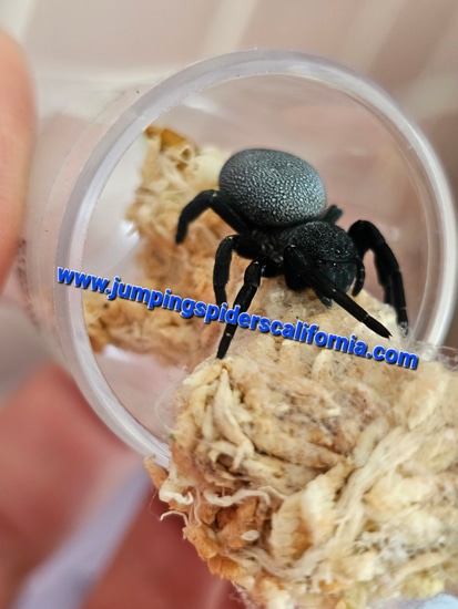 ERESUS Velvet Spiders About 1/2 Inch Big Females Other Spider by ...
