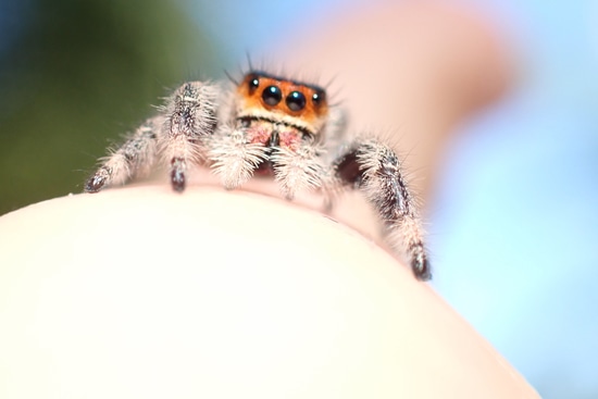 Regal Fire Ball Girl Jumping Spider by Jumping Spiders California