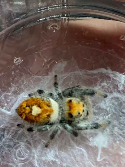 Beautiful Regal Girl Jumping Spider by Jumping Spiders California