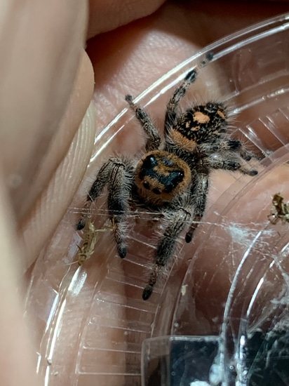 Exotic Looking Regal Jumping Spider by Jumping Spiders California