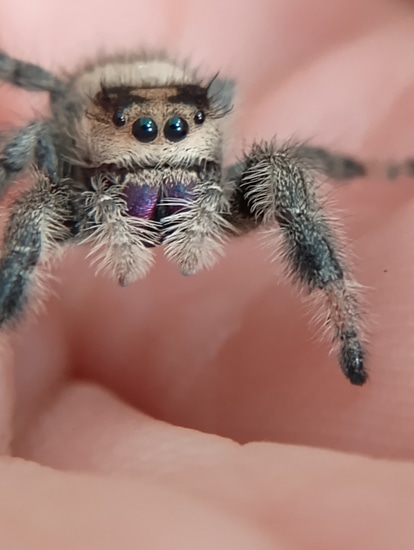 Stunning Young Regal Purple Chels Jumping Spider by Jumping Spiders ...
