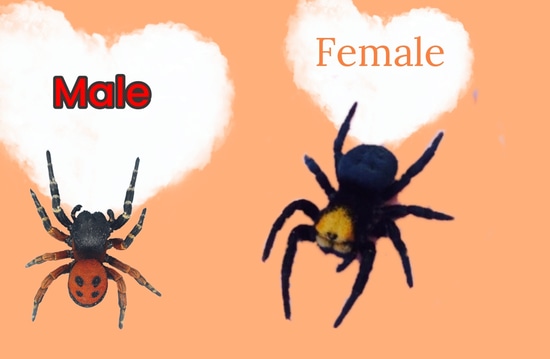 Velvet Spiders Eresus Moravicus Other Spider by Jumping Spiders California