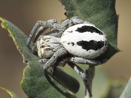 Ultra Rare Stegodyphus Lineatus Velvet Spider Other Spider by Jumping ...