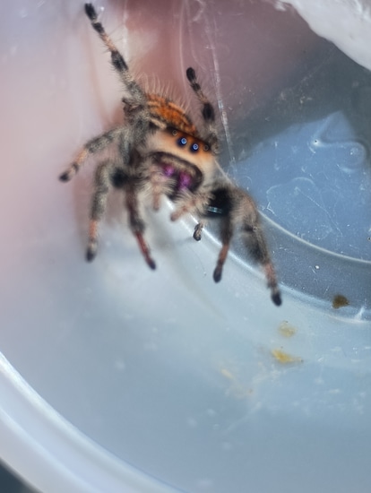 We Have Tracy A Beautiful Dark Soroa Regal Jumping Spider by Jumping ...