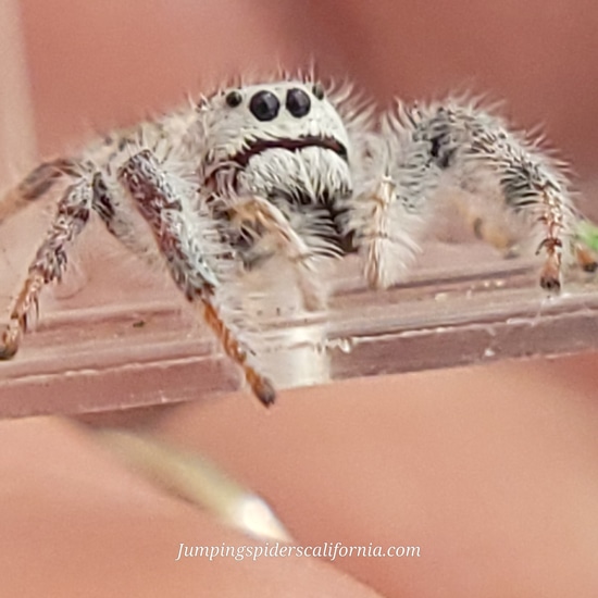 The White Jumping Spiders PP. Fartilis by Jumping Spiders California