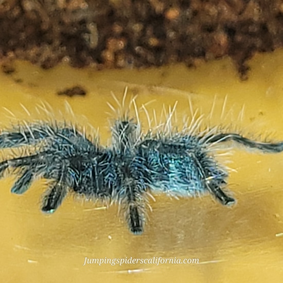 Antilles Versicolor Blue Pink Toe Tarantula by Jumping Spiders California