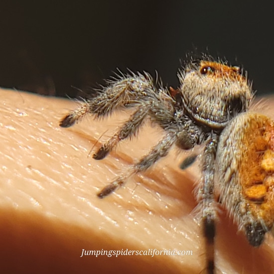 Jumping Spider Charlotte Princess by Jumping Spiders California