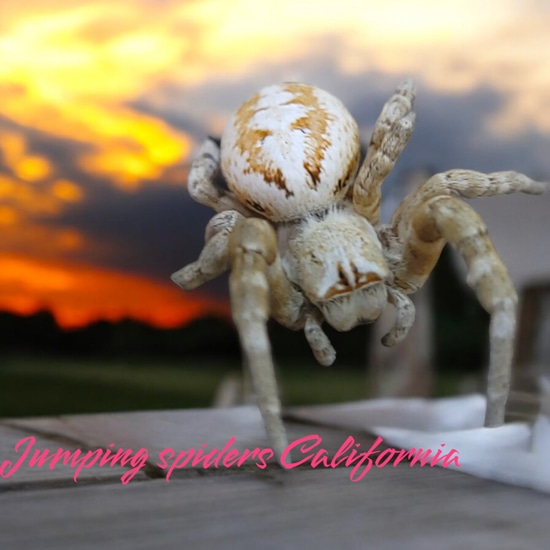 Egyptian Striped Velvet Rare Find Jumping Spider by Jumping Spiders ...