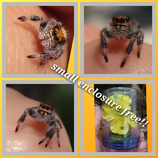 Soroa Regal Jumping Spider I9 by Jumping Spiders California