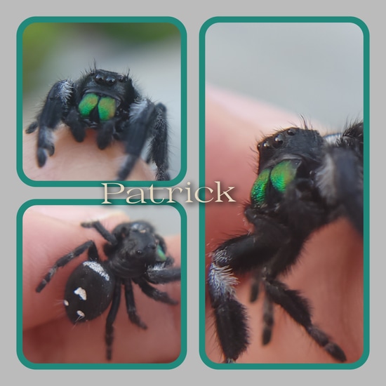 Regal Sweetheart "patrick Jumping Spider by Jumping Spiders California