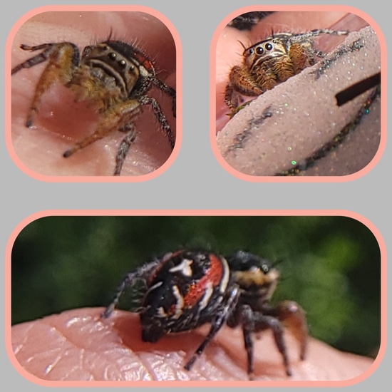 Cruentus RARE Jumping Spider by Jumping Spiders California