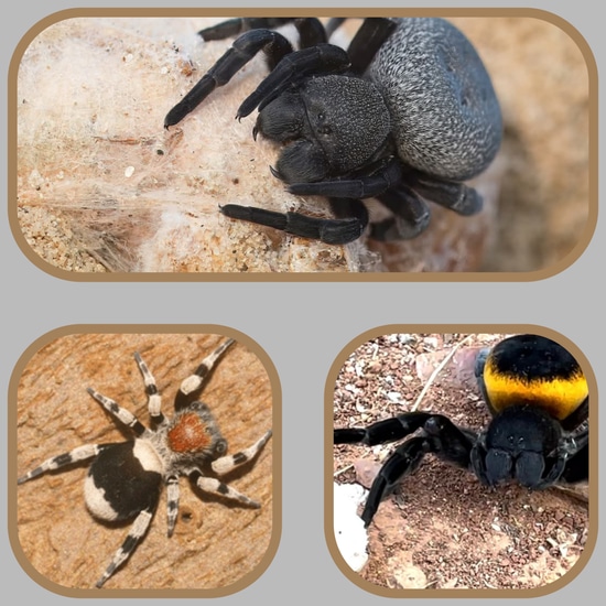 Velvets Eresus Moravicus, Elhennawyi, Bouarfa, Ruficapillus , Orange ...