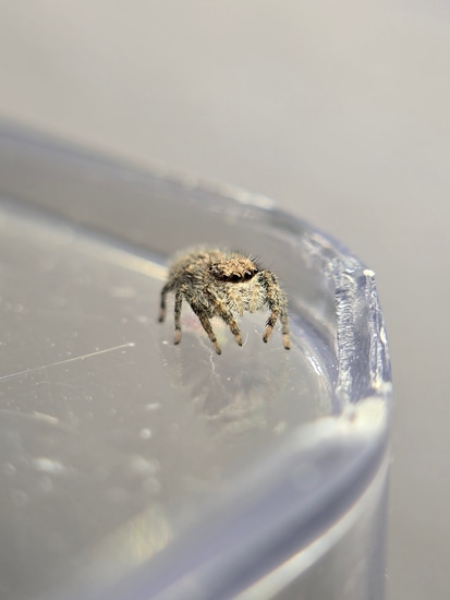 Phidippus Octopunctatus Jumping Spider by Jen's Jumpers