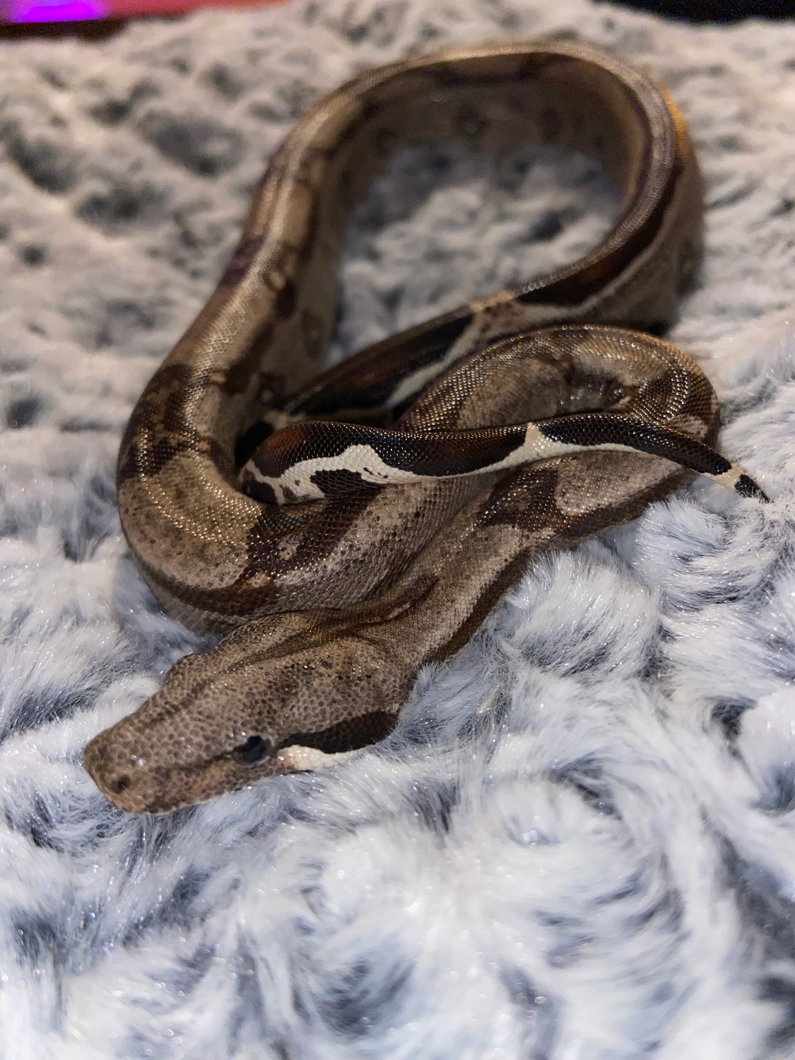 Colombian Boa 66% Het Sterling 66% Het Anery Boa Constrictor by West ...