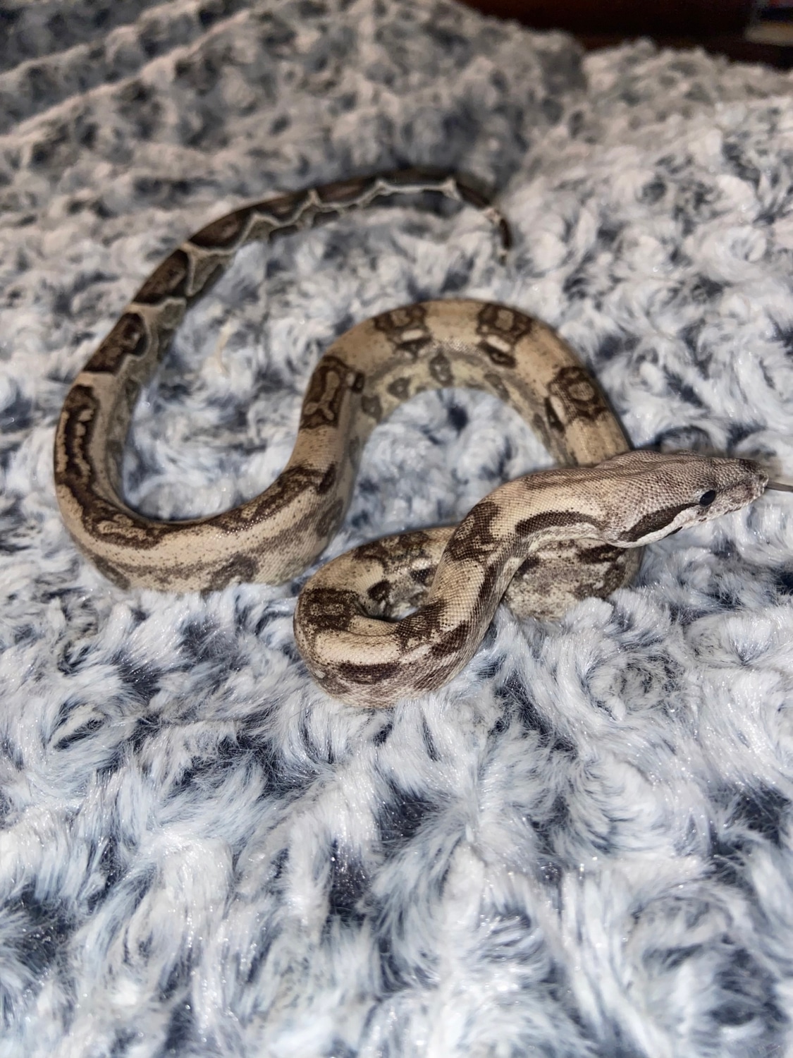 Anerythristic Colombian Boa 66% Het Sterling Boa Constrictor by West ...
