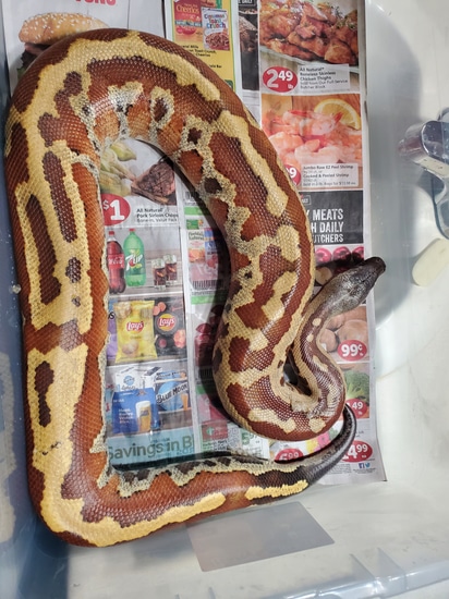 Matrix Blood Python by Elleman Family Reptiles