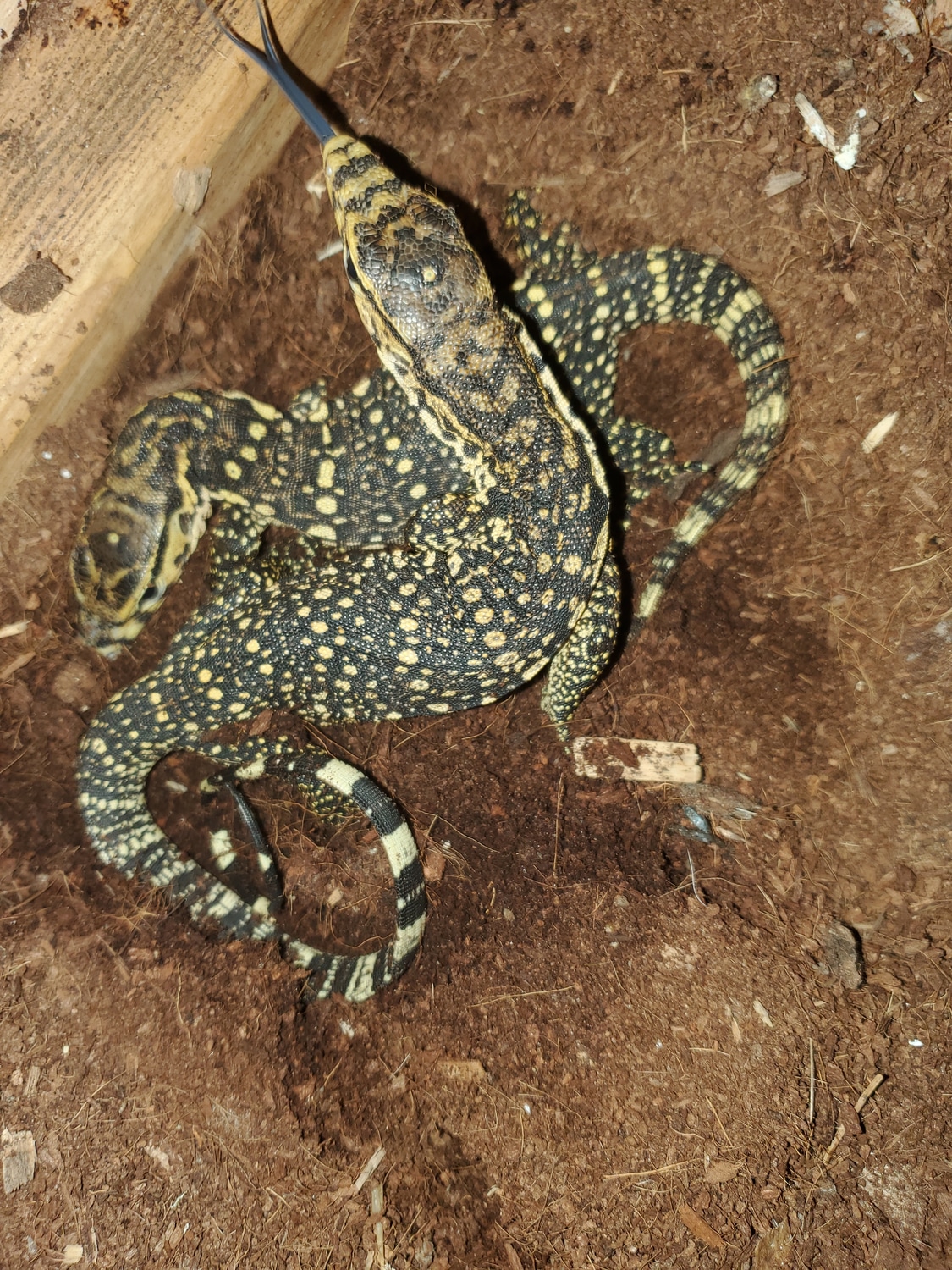 Sumbawa Water Monitor by Elleman Family Reptiles - MorphMarket