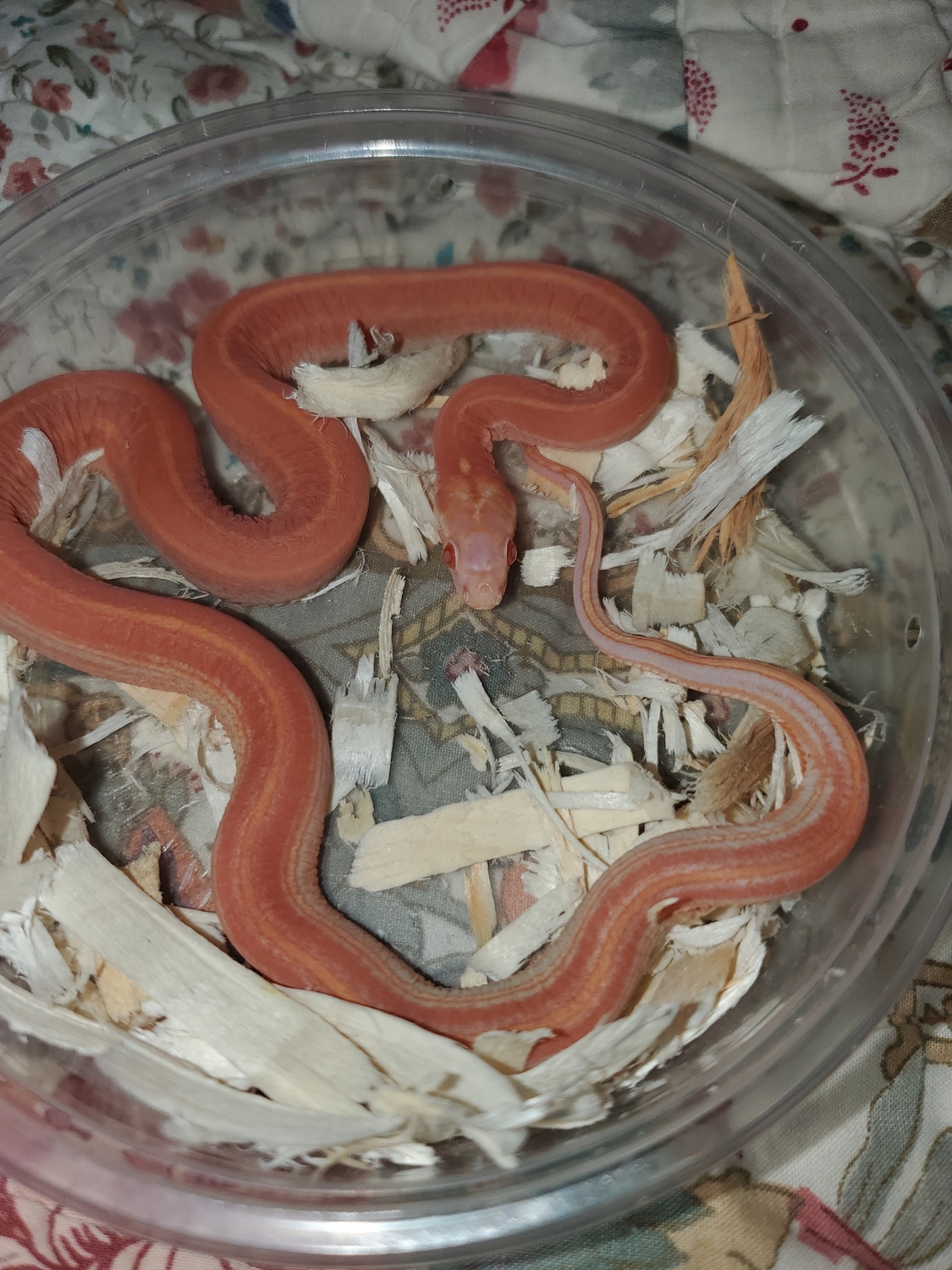 Scaleless Tessera Amel Corn Snake by Elleman Family Reptiles - MorphMarket