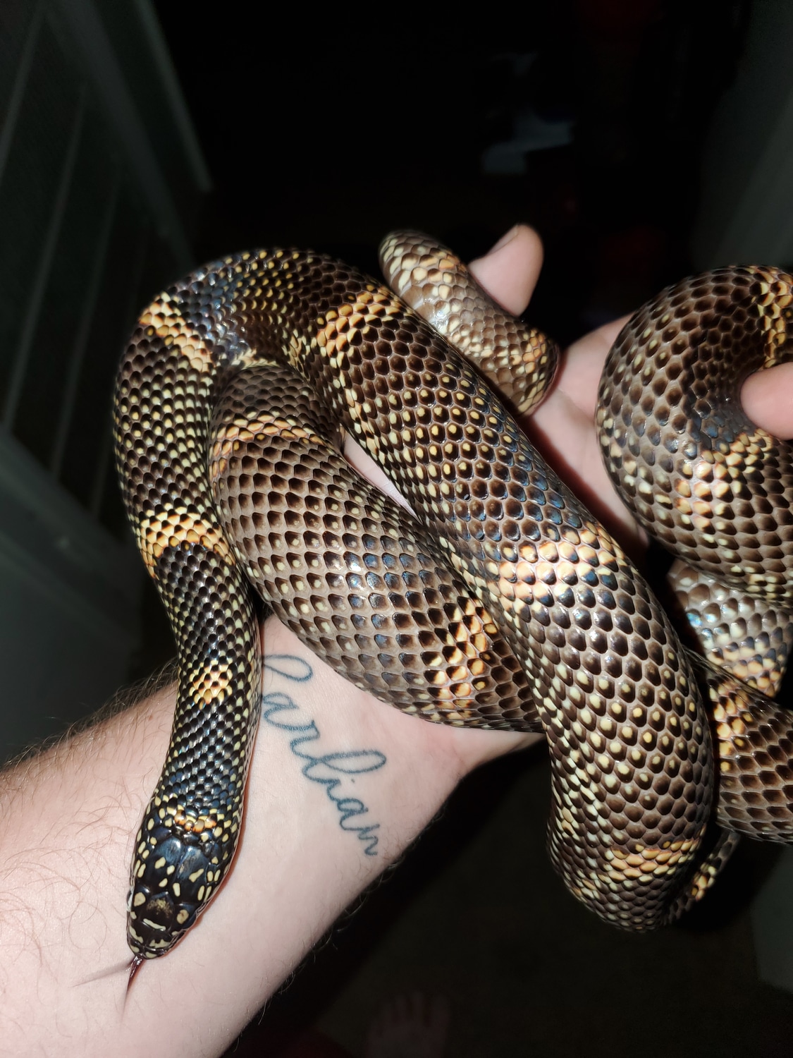 High Red Goins Apalachicola Kingsnake by Elleman Family Reptiles ...