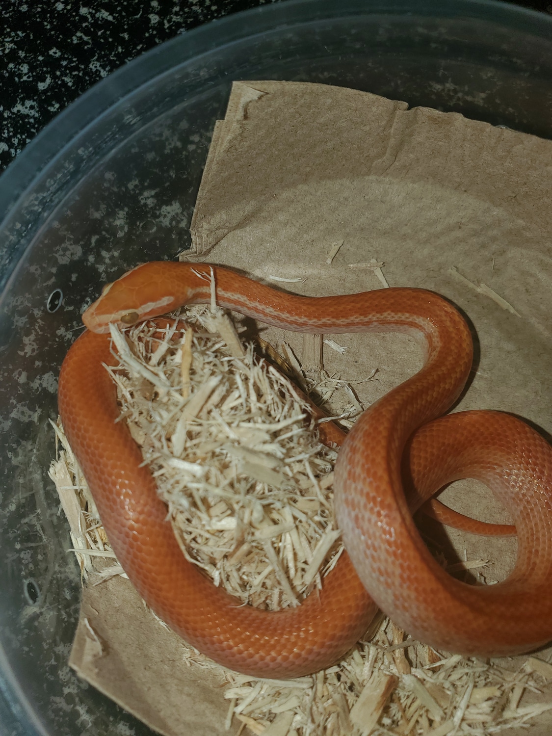 Albino African House Snake by Elleman Family Reptiles - MorphMarket