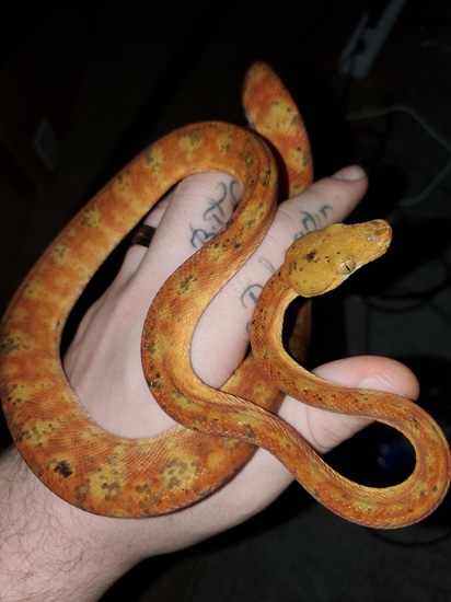 Red Yellow Amazon Tree Boa by Elleman Family Reptiles