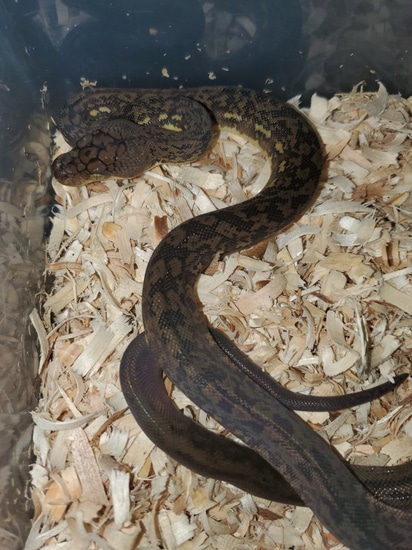 Timor Python by Elleman Family Reptiles