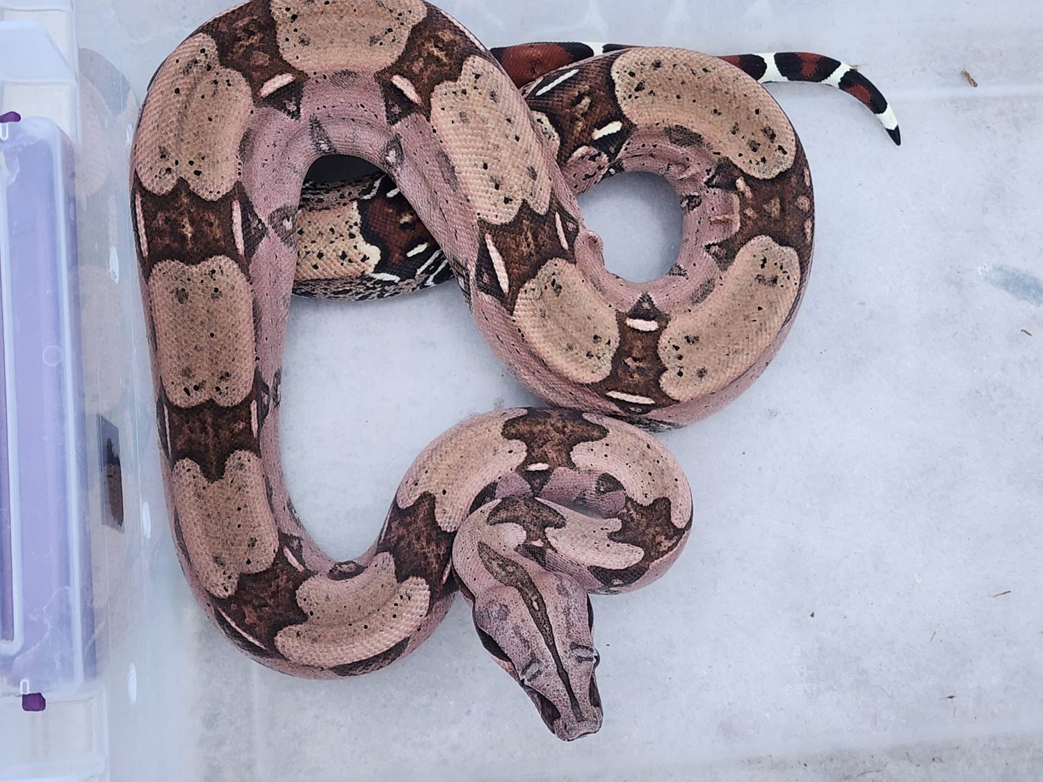 Guyana True Red-tailed Boa Constrictor by Elleman Family Reptiles ...