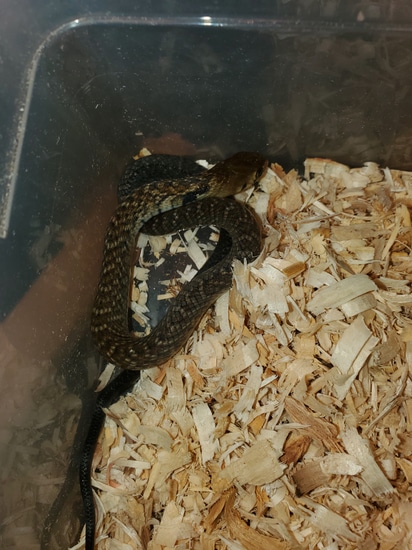 Black Tailed Cribo Cribo & Indigo Snakes by Elleman Family Reptiles