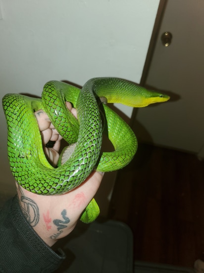 Red Tailed Green Red-Tailed Green Rat Snake by Elleman Family Reptiles