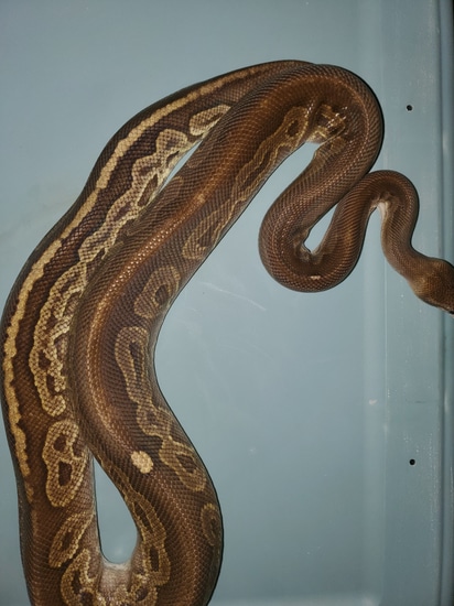 Gargoyle Het Clown Ball Python by Elleman Family Reptiles