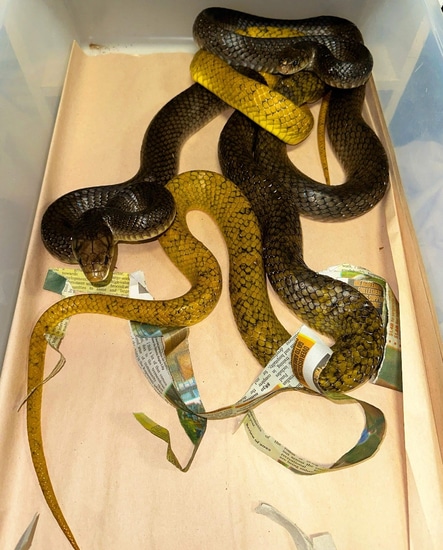 Yellowtail Cribos Cribo & Indigo Snakes by Elleman Family Reptiles