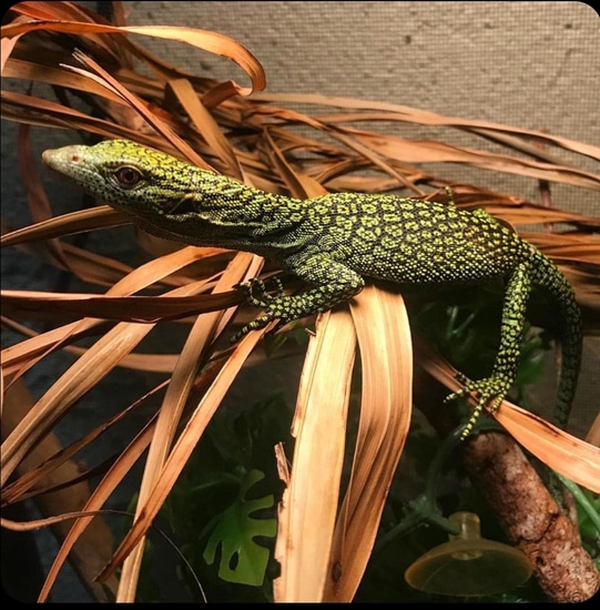 Biak Tree Monitor Green Tree Monitor by Elleman Family Reptiles