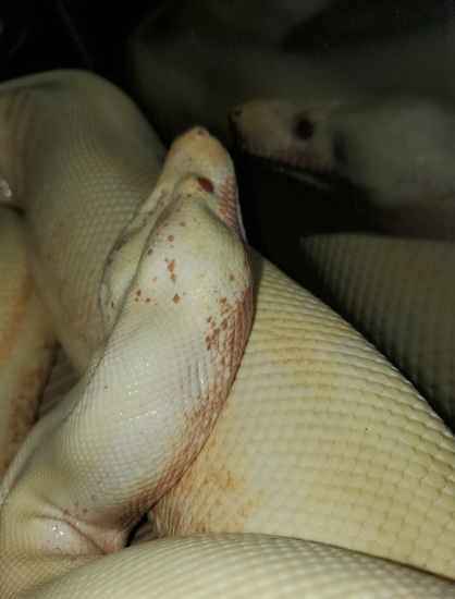 Kahl Albino Eclipse Boa Constrictor by Elleman Family Reptiles