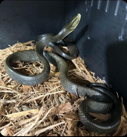 Melanistic Jansen's Other Rat Snake by Elleman Family Reptiles