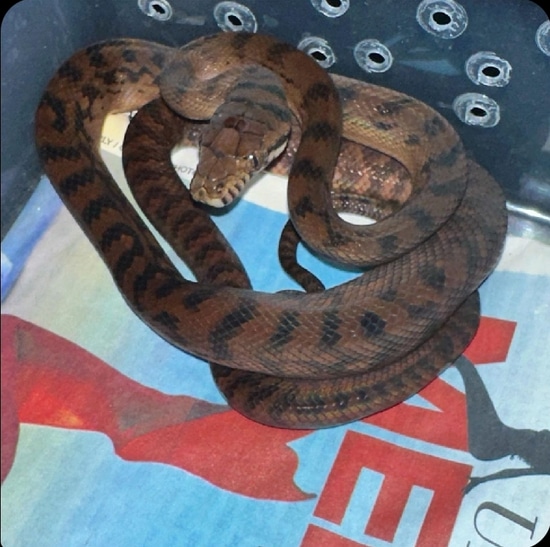 Sorong Scrub Python by Elleman Family Reptiles