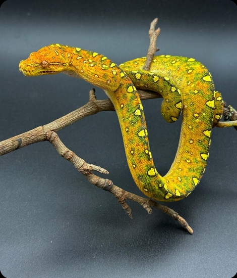Biak Green Tree Python by Elleman Family Reptiles