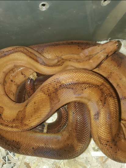 Russo Patternless Hypo Blood Boa Constrictor by Elleman Family Reptiles