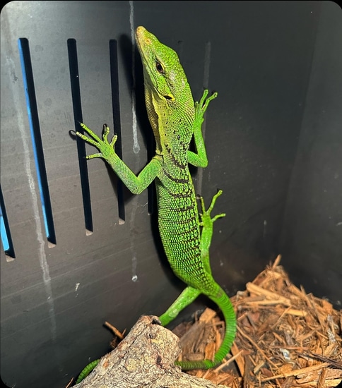 Green Tree Green Tree Monitor by Elleman Family Reptiles