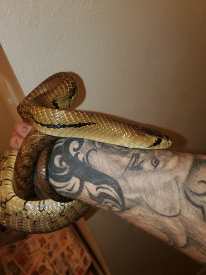 Unicolor Cribo & Indigo Snakes by Elleman Family Reptiles