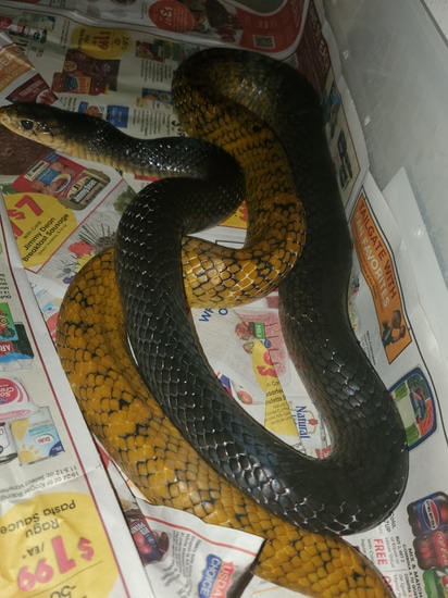 Yellowtail Cribo & Indigo Snakes by Elleman Family Reptiles