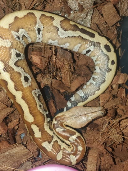Bangka Blood Python by Elleman Family Reptiles
