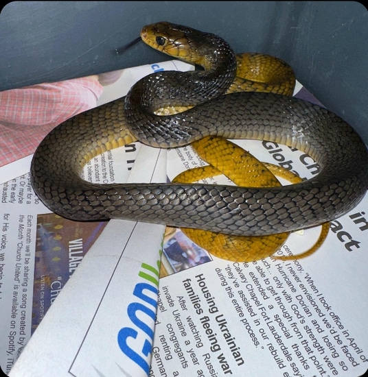 Yellowtail Cribo & Indigo Snakes by Elleman Family Reptiles